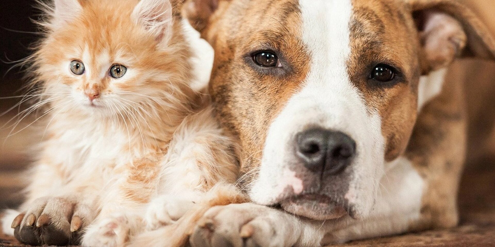 ARF Paws for a Cause by Berea Animal Rescue Friends (ARF) | Donately