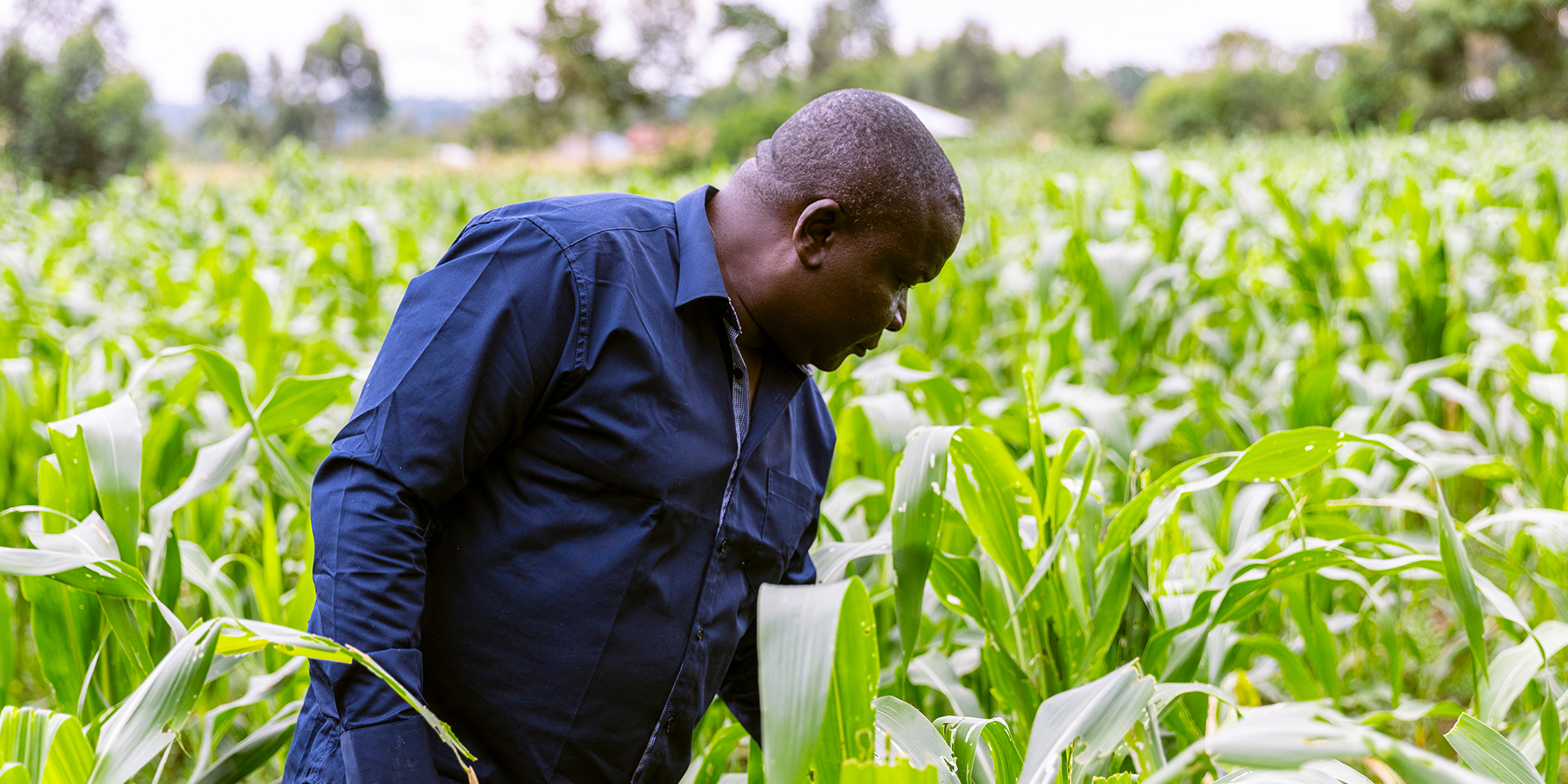 Christ Way: 2023 Corn Crops by Christ Way Missions Orphanage | Donately