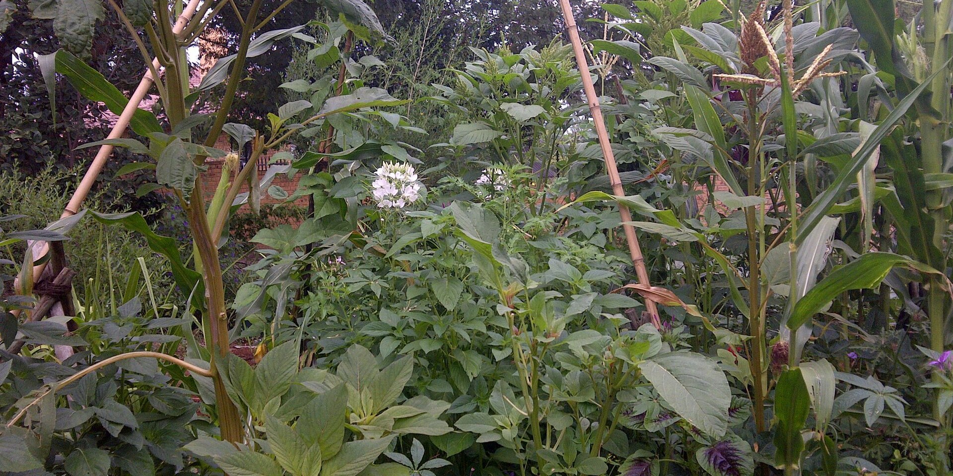 Authentically Sustainable Land Design Demonstration Farm by African ...